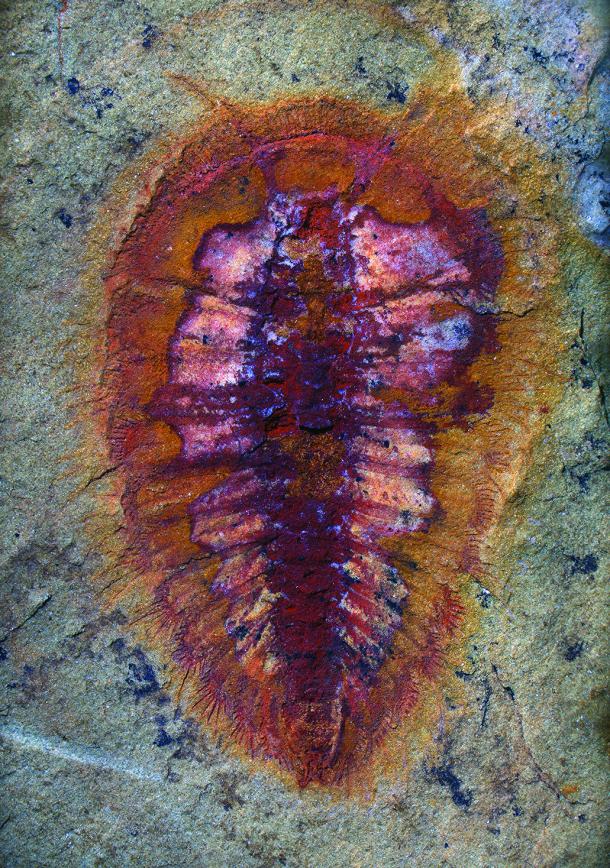 Spectacular Moroccan fossils redefine evolutionary timelines | The ...