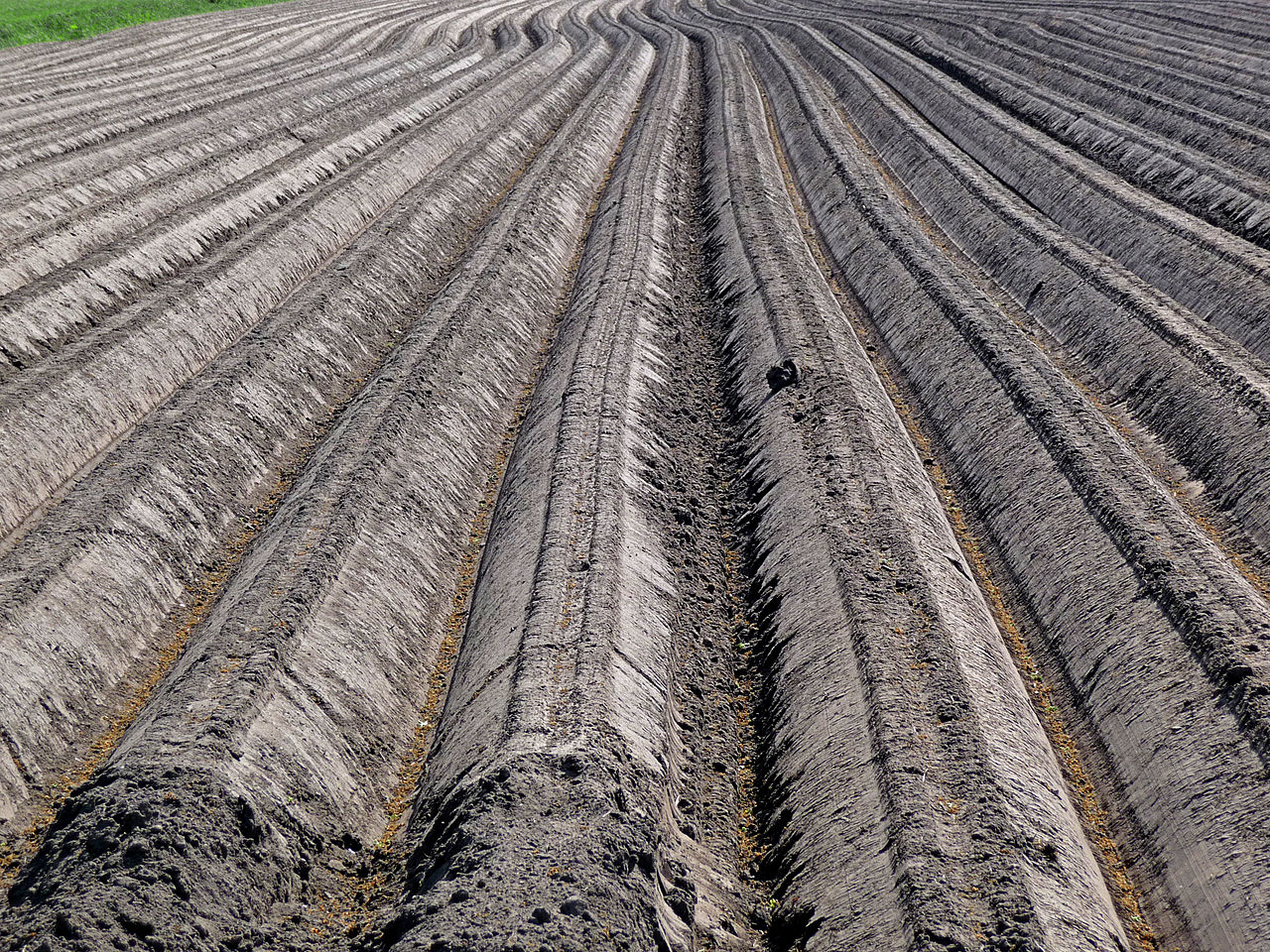 Save Our Soil | The Geological Society Blog