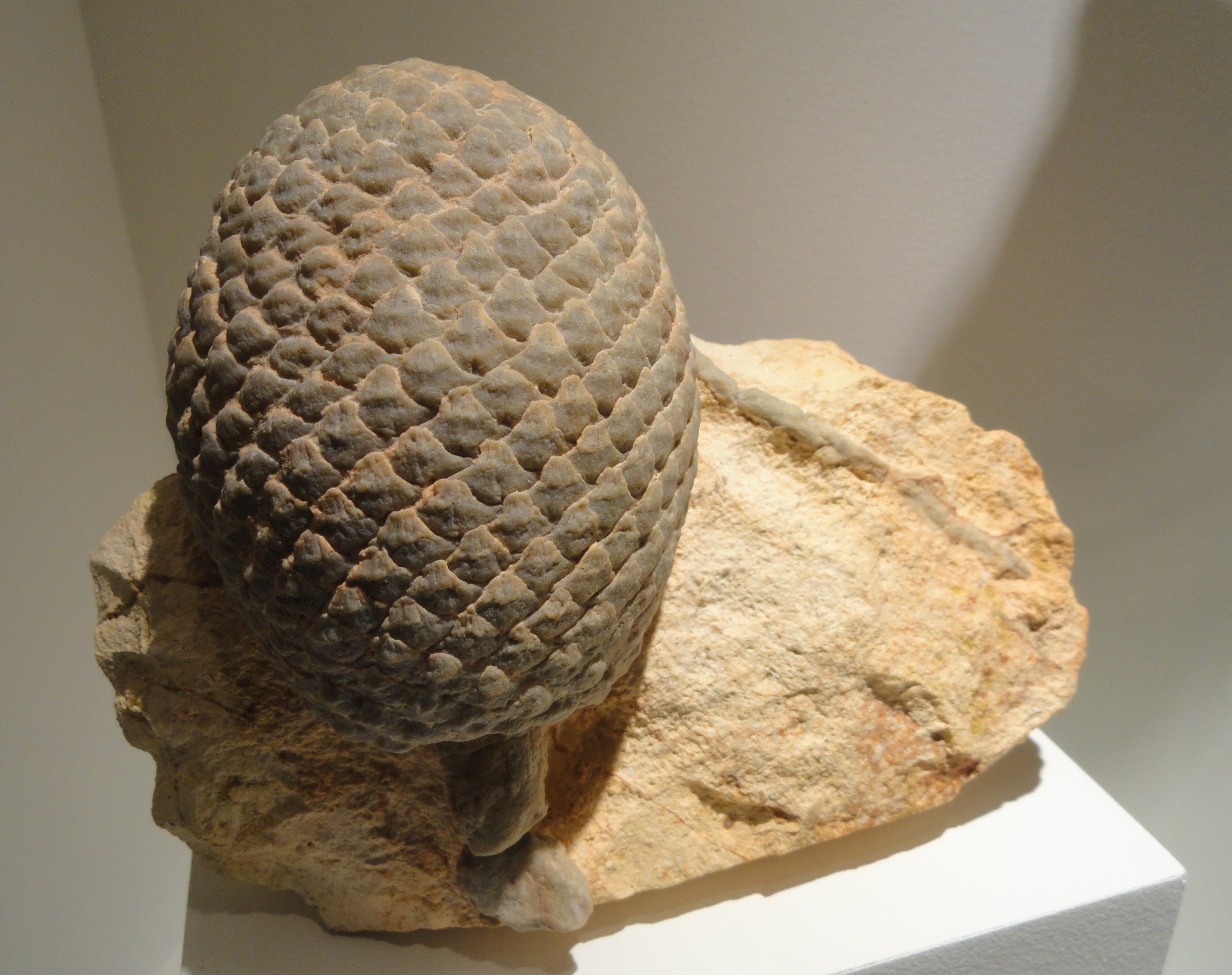 jurassic-pine-cone-fossil | The Geological Society Blog