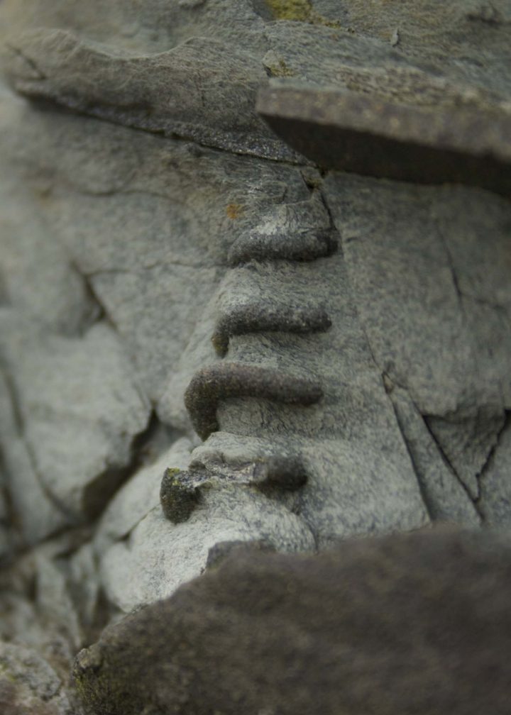 The Worms That Turned | The Geological Society Blog