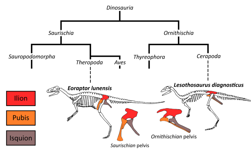 dinosaur pelvis types