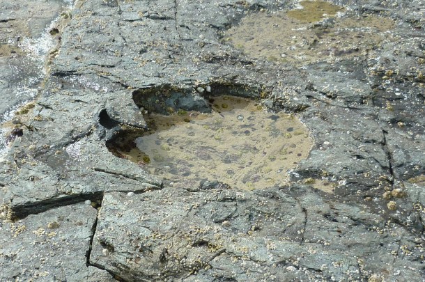 Rare giant dinosaur footprints shed light on Scotland’s Jurassic past ...